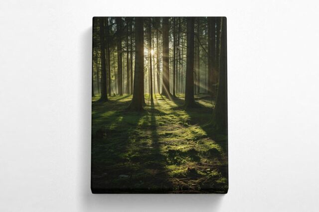 Sun Beaming Through The Trees Canvas Print by Debenhams | ufurnish.com