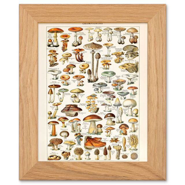 Millot Encyclopedia Mushrooms Fungi Kitchen Decor Art Oak Wood Framed ...