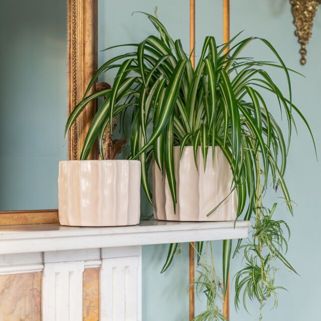 Royal Botanic Gardens Kew Kew Ripple Bone Planter H19cm D22cm - Ceramic ...