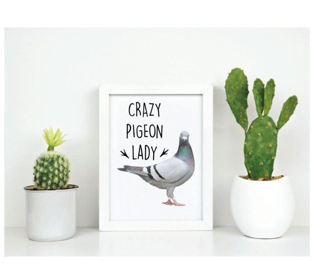 Crazy Pigeon Lady Inspirational Quote in Frame by Debenhams | ufurnish.com
