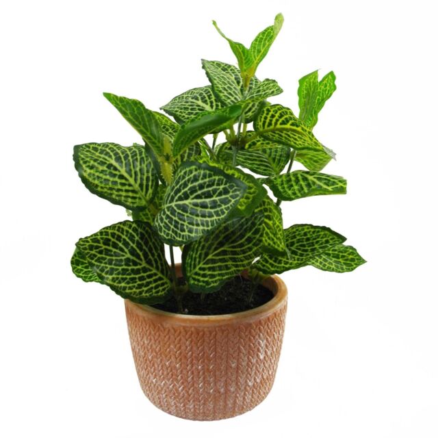 22cm Mini Artificial Pothos in Terracotta Pot by Debenhams | ufurnish.com
