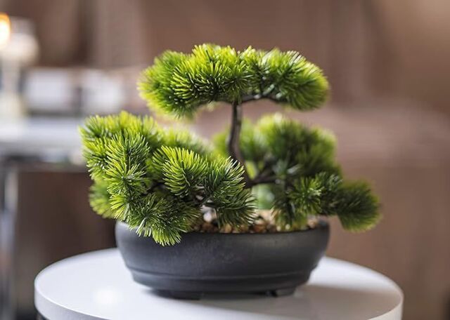 Artificial Eastern Bonsai Tree by Debenhams | uFurnish.com
