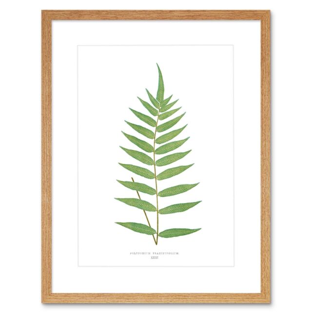 Wall Art Print Fern Polypodium Fraxinifolium Art Framed 9x7 inch by ...