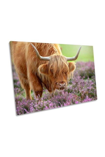"CanvasGeeks Highland Cow in Heather Scottish Canvas Wall Art Picture ...
