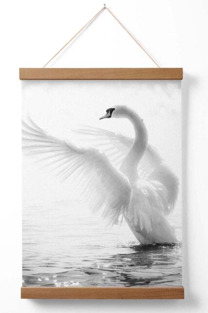 Graceful Swan Bird Black and White Photo Framed Print SIZE: A4 with Oak ...