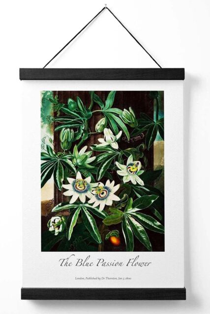 Vintage Floral Exhibition - Blue Passion Flower Poster with Black ...