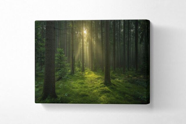 Sunset Through The Woods Canvas Print by Debenhams | ufurnish.com