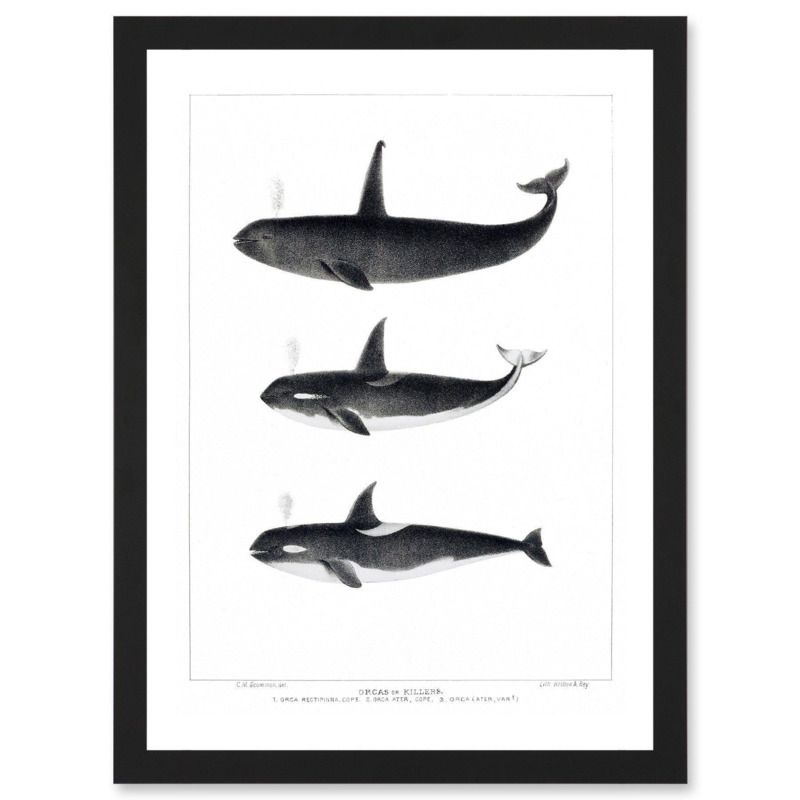 Orca Killer Whales Nature Ocean Sea Life Artwork Framed Wall Art Print ...