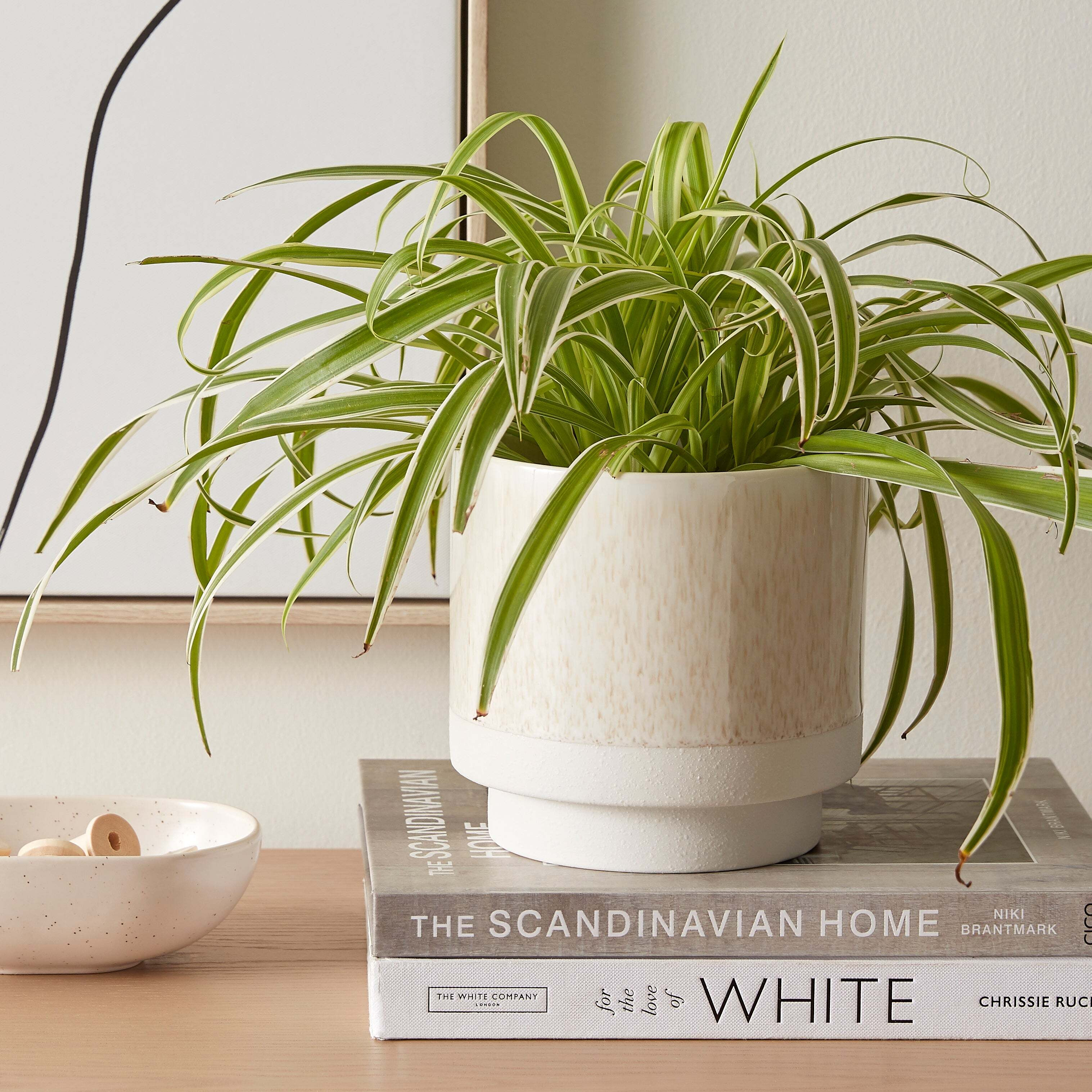 Dorma Purity Plant Pot Cream 15cm Natural by Dunelm | ufurnish.com