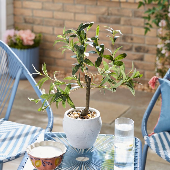 Artificial Olive Tree in White Cement Pot by Dunelm | ufurnish.com