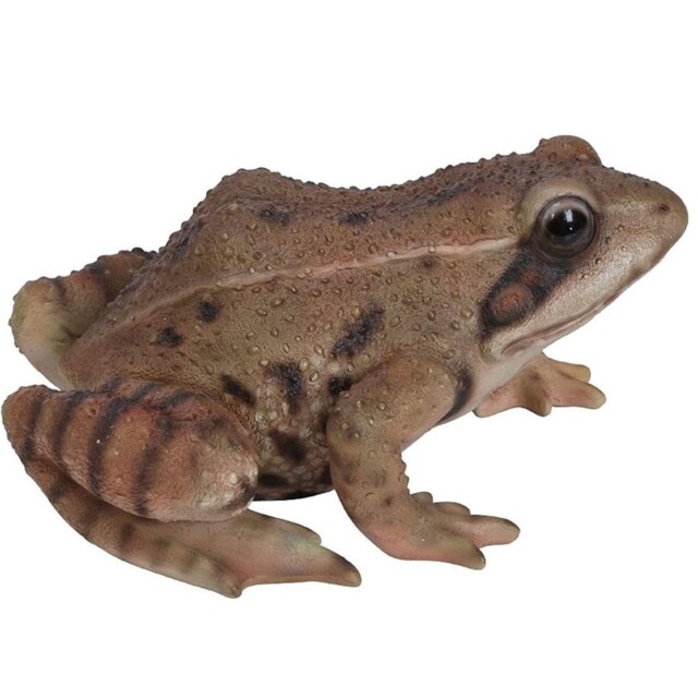 Vivid Arts Real Life Frog Ornament Xrl-frog-f by eBay | ufurnish.com