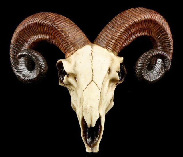 Skull - Ram Skull - Western Decor Buffalo Beef Wall Skull by eBay ...