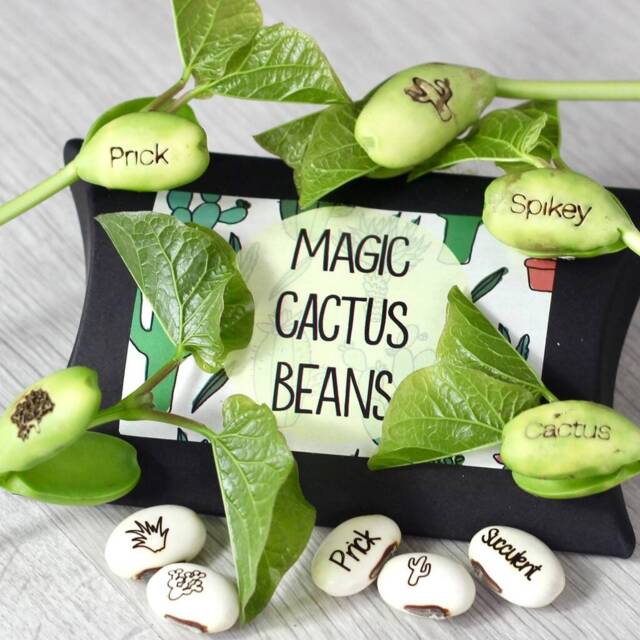Magic Cactus Bean Grow Set by Etsy | ufurnish.com
