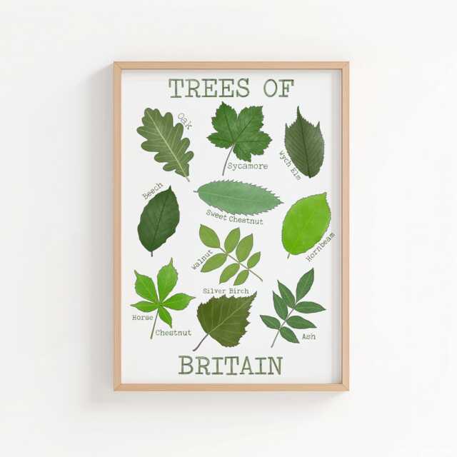 Trees Of Britain Art Print - British Tree ID Poster, Woodland Wall Art ...