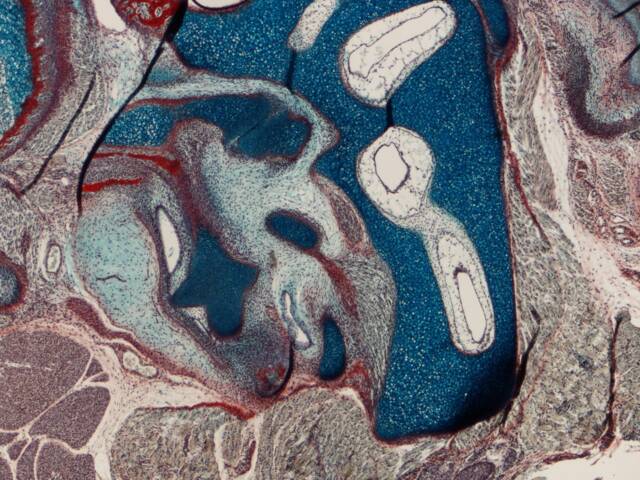 Cells Art Print - Microscopy Image Biology Science Celldomseen Celldom ...