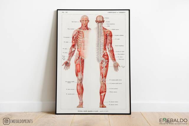 Anatomy Print, Human Body, Anatomical Poster Art Illustration, Vintage ...