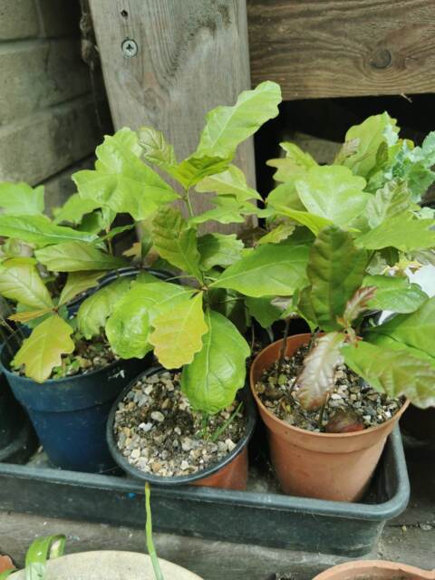 English Oak Tree Seedling/Sapling X1 - Choose One Year Or Two Old ...