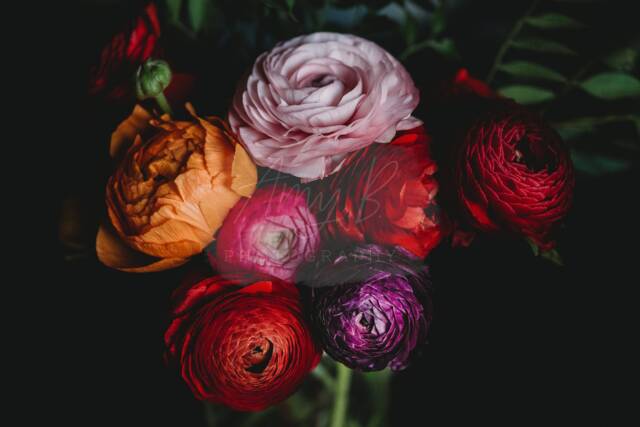 Rainbow Ranunculus Flower Blossom Bouquet Fine Art Photography Print ...
