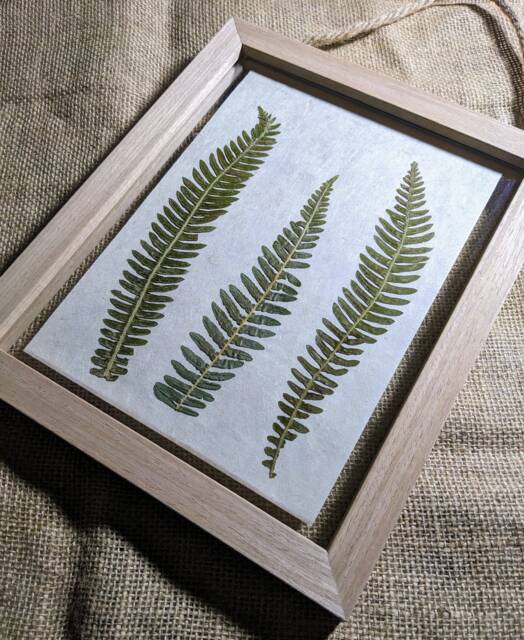 Forest Fern Frame, Pressed Flower Ferns, Botanical Wall Hanging ...