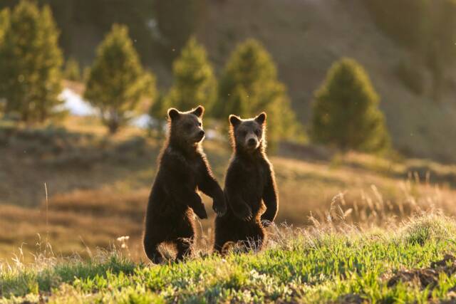 Twins ??????? Two Bear Cubs Outside Grand Teton National Park - Grizzly ...