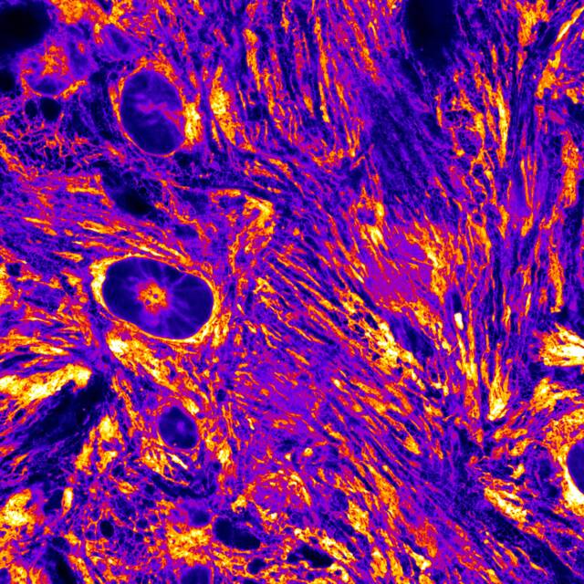 Cells Art Print - Microscopy Image Biology Science Celldomseen Celldom ...