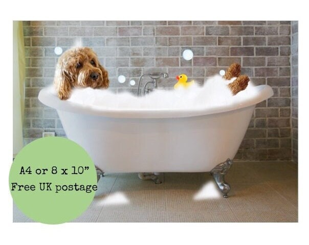 Cavapoo in Bath Print - Dog in Vintage Bathtub Picture Funny Animal On ...