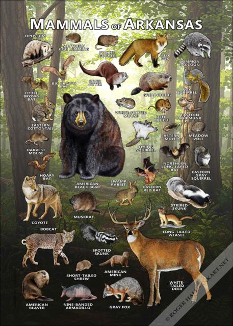 Arkansas Mammals Poster Print Signed Field Guide Art by Etsy | ufurnish.com