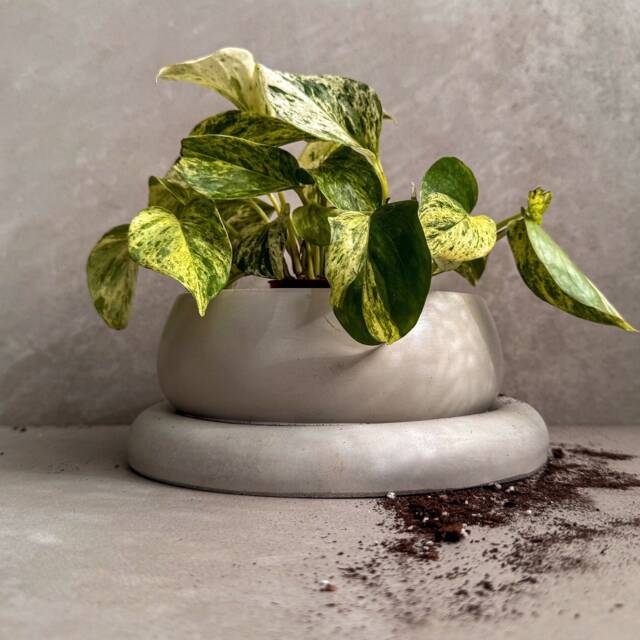 Concrete Planter With Saucer, Modern Low Plant Pot, Bubble Planter ...