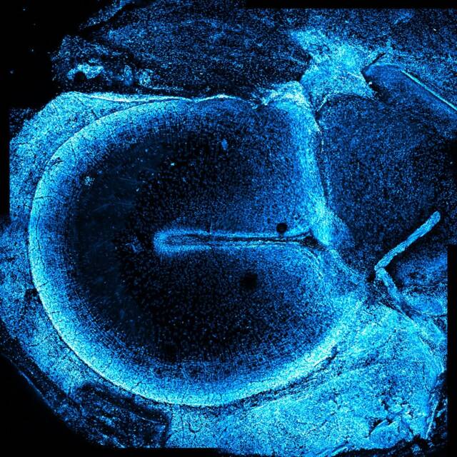 Cells Art Print - Microscopy Image Biology Science Celldomseen Celldom ...