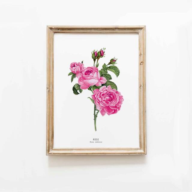 Pink Rose Watercolor Art Print - Bedroom Living Room Nursery Botanical ...