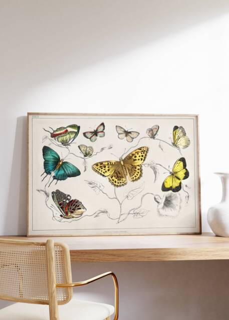 Antique Butterflies Print, Oliver Goldsmith Wall Art, Colorful Bugs ...