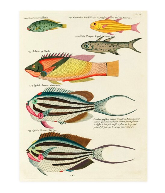 Vintage Fish Print, Nature Louis Reynard Print by Etsy | ufurnish.com