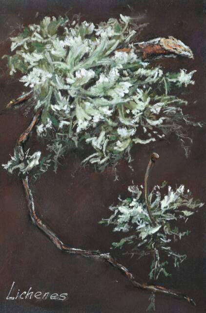 An Original Drawing Depicting Natural Lichen Moss in Soft Pastel Colors ...