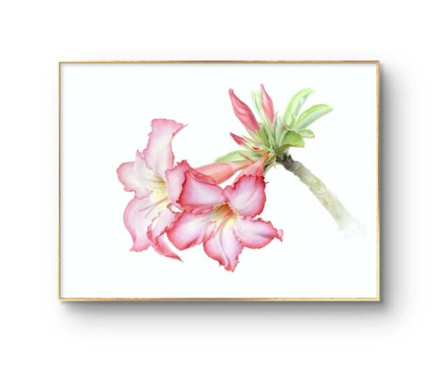 Watercolour Botanical Print Of Adenium Flower, Pink Desert Rose Flower ...