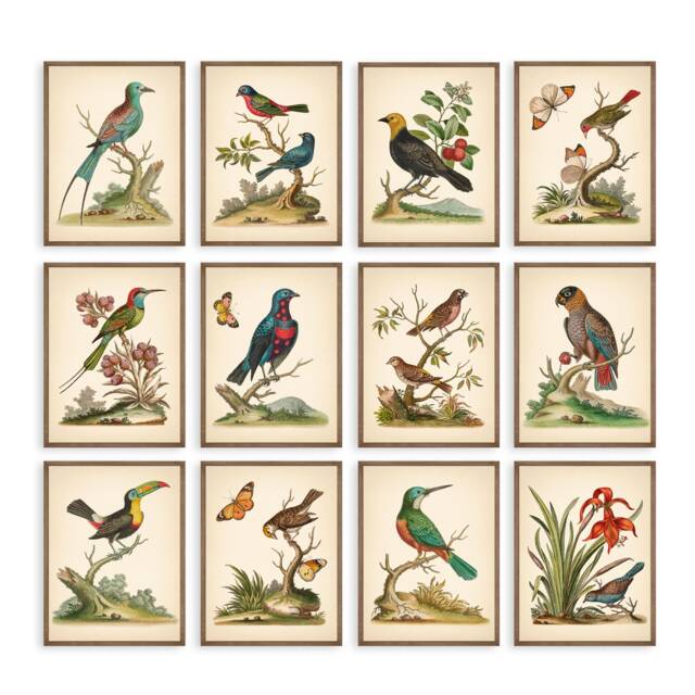 Birds Prints Set Of 12 Prints Toucan Parrot Flower Nature Wall Art ...