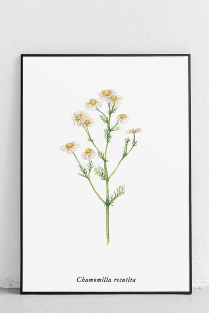 Camomile Hand Painted Poster, Botanical Plant Poster by Etsy | ufurnish.com