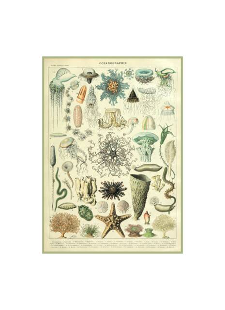 Decoration Poster.birds.marine Life.starfish.room Home Interior Wall ...