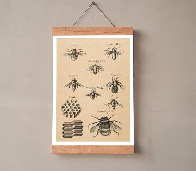 Vintage Print Bees Poster Botanical Illustration Various Bee Species ...