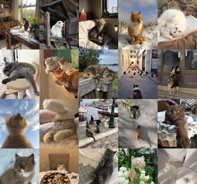 Cats Wall Collage Kit - 50/85/125/165/200 Pcs Vsco, Trendy, Cute ...