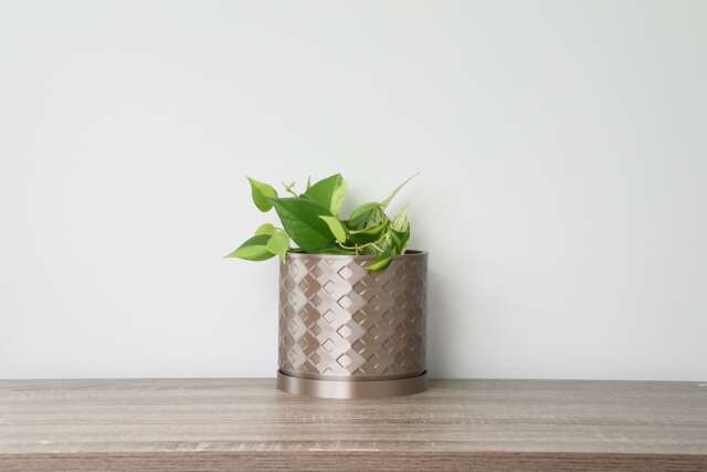 "Wallflower Planter With Drainage & Saucer in Champagne Bronze, Unique ...