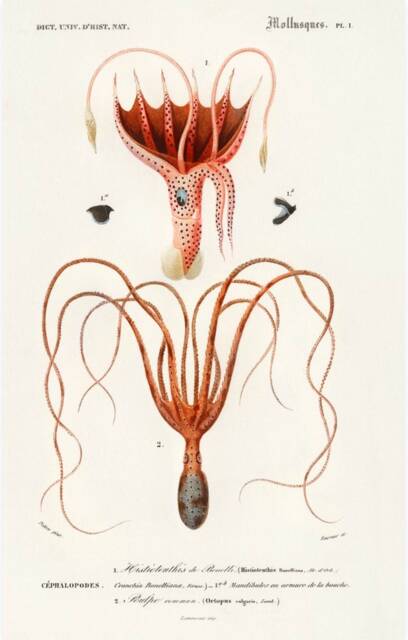 Vintage Squid Print, Marine Print by Etsy | ufurnish.com