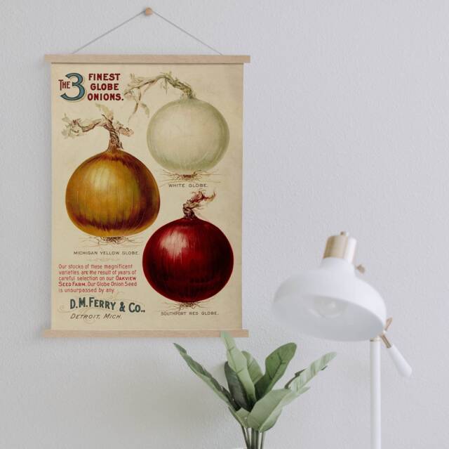 Onion Canvas Print With Hanger Frames- Ready To Hang- Kitchen Wall ...