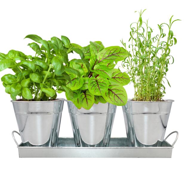 Environet Herb Garden Kit - Complete Growing Set With Planters, Seeds, Soil Wafers & Tray by ...