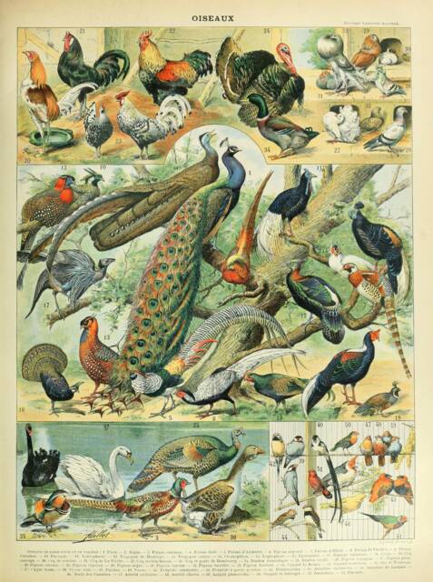 Fancy Exotic Birds French Poster, Oiseaux C By Adolphe Millot, Vintage ...