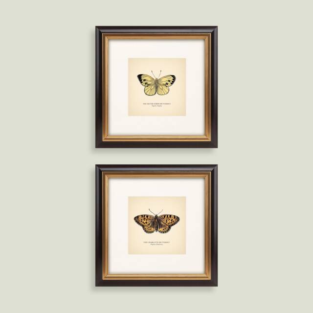 Set Of 2 Square Vintage British Butterflies Prints Botanical Yellow ...