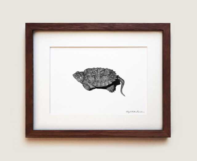 Snapping Turtle Hatchling Art Print - Herpetology Reptile Freshwater ...