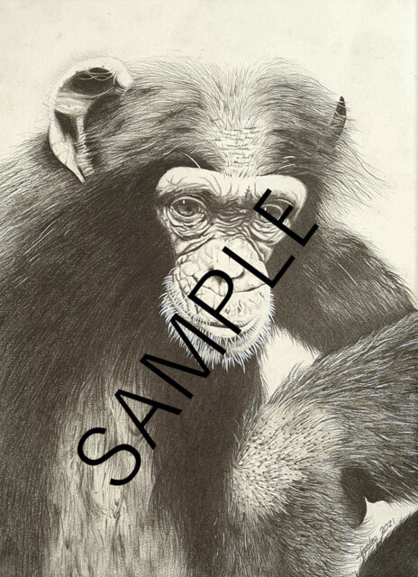 Chimpanzee Print by Etsy | ufurnish.com