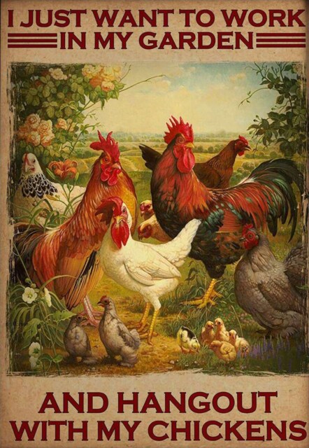 Farm Chicken - I Just Want To Work, in My Garden, & Hangout With ...
