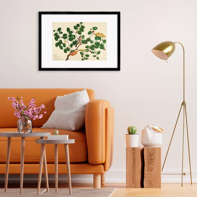 Framed Mounted Indian Jujube Tree Art Vintage Print Poster Antique ...