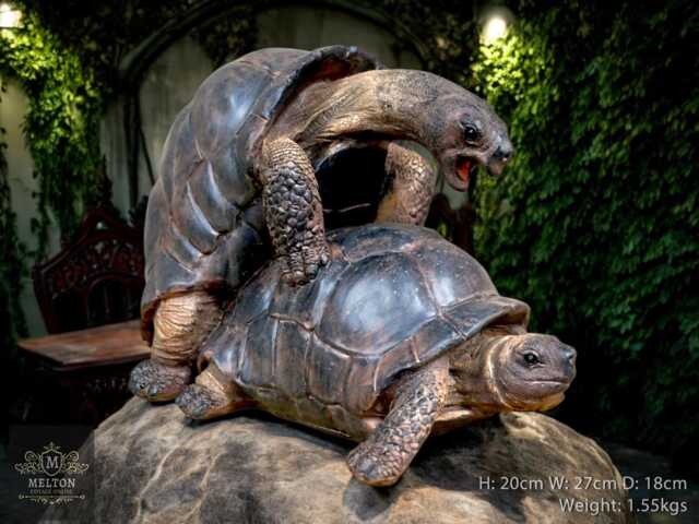 Cheeky Happy Tortoises Ornament - Funny Animal Figurines Set For Home ...